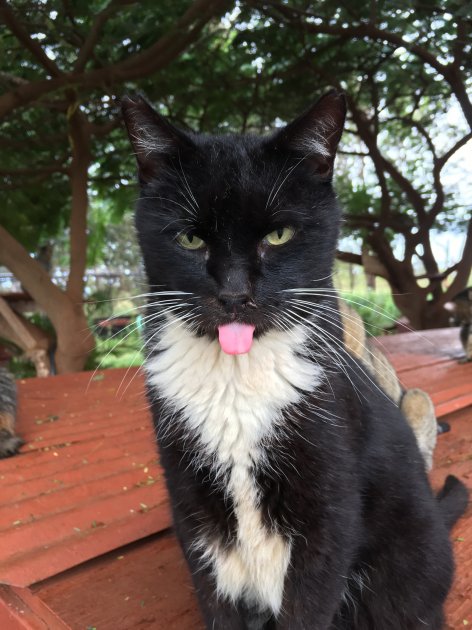 Day Trip to the Lanai Cat Sanctuary - Exotic Estates