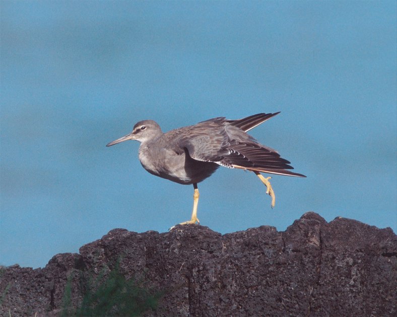 Hawaii Island Festival of Birds - Ha'Akula Manu - Exotic Estates